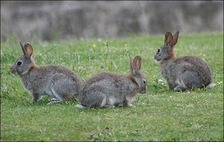 Short Stories: Fox, Lion, Rabbits, Wolf and Management