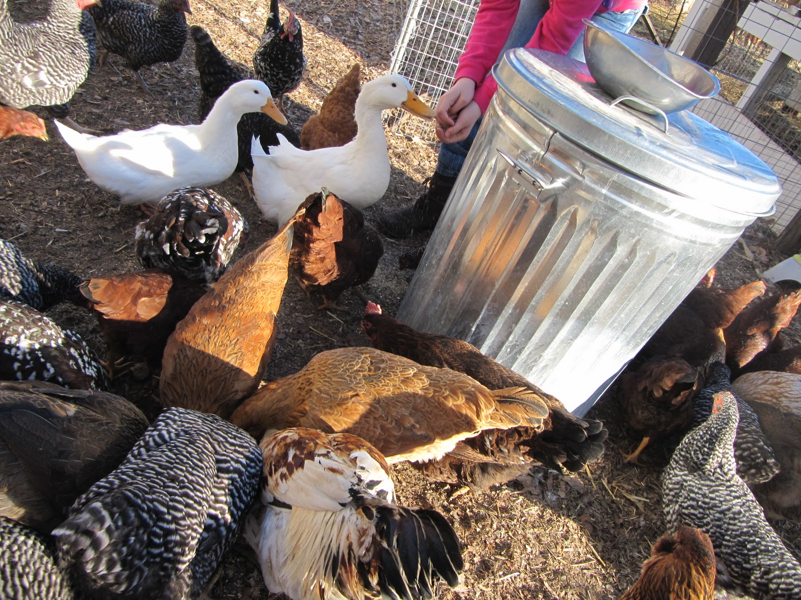 Goat Hollow Garden: Goodbye Chunky Chick