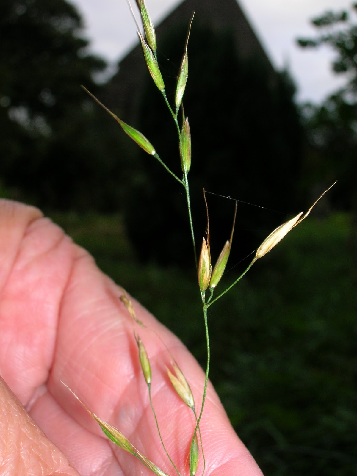 The Rainforest Fund Project: Arrhenatherum elatius - False Oat-grass