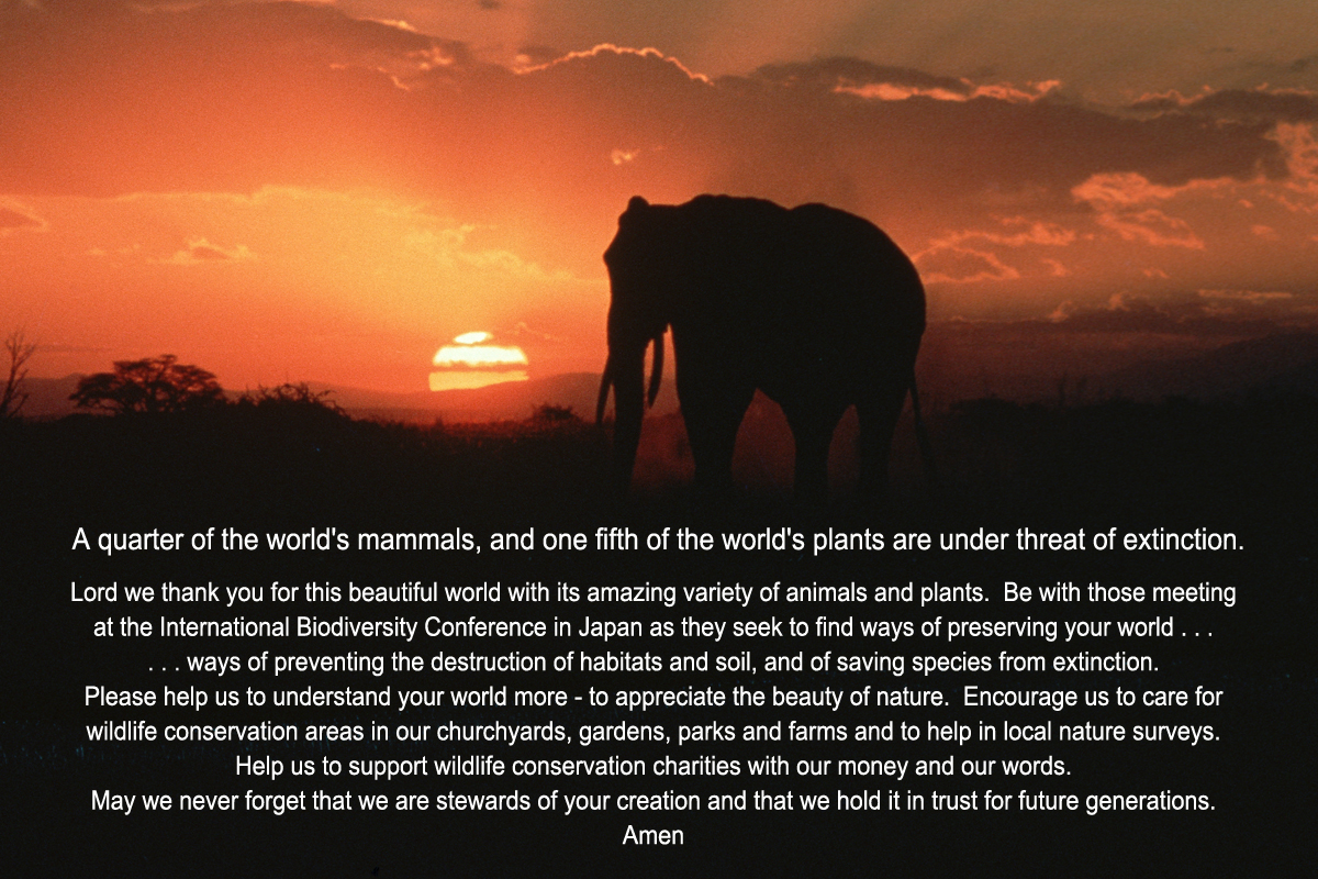 The Rainforest Fund Project: Prayer for Biodiversity and Nagoya