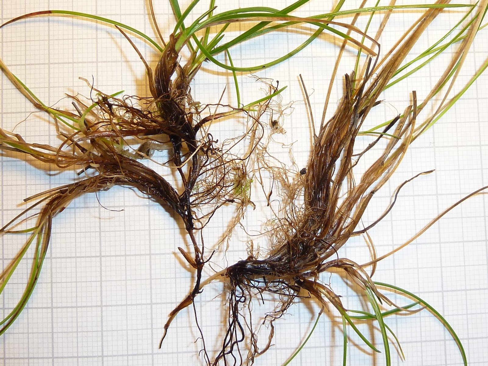 The Rainforest Fund Project: Festuca rubra - Red Fescue