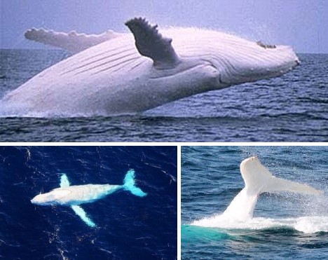 The World of Strange: Animals of a Different Color