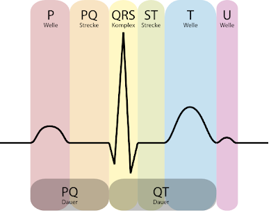 PBS; CW/HW Cardiac Conduction System ECG Coloring ~ scienceguyinatie-andPOP