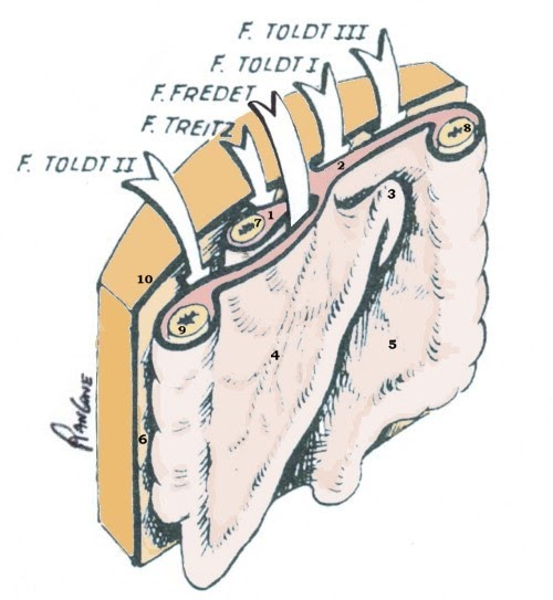 Trabajos de Investigación: FASCIAS DE COALESCENCIA. Año 3. (ART.37)