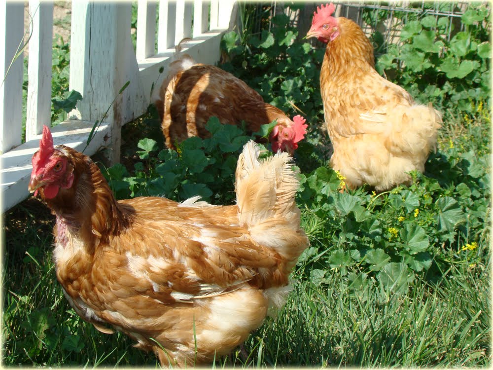 Alta-Pete Farm Tails: A Chicken Tail