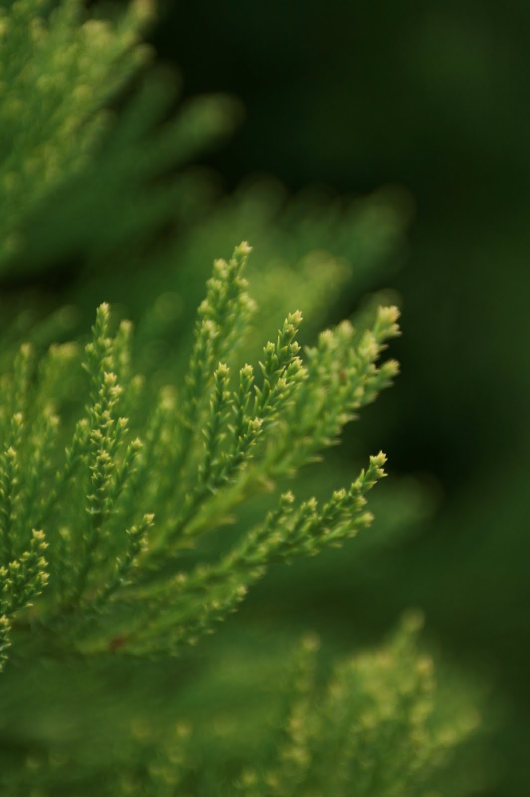 Making Meaning - Floret Flowers