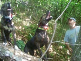 Cheat Mtn. Plott Kennels: Cheat Mtn Ursus Boone