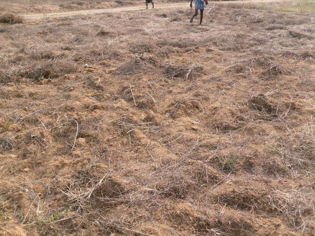 Farm, yeah: ragi crop - experiences