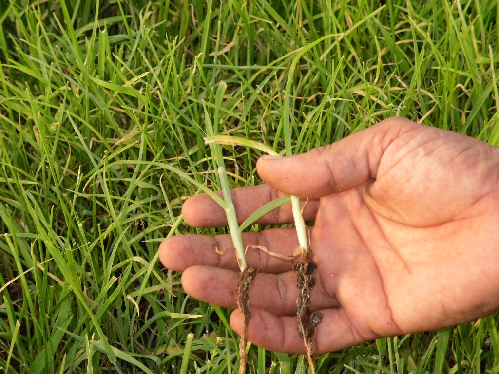 Farm, yeah: ragi crop - experiences