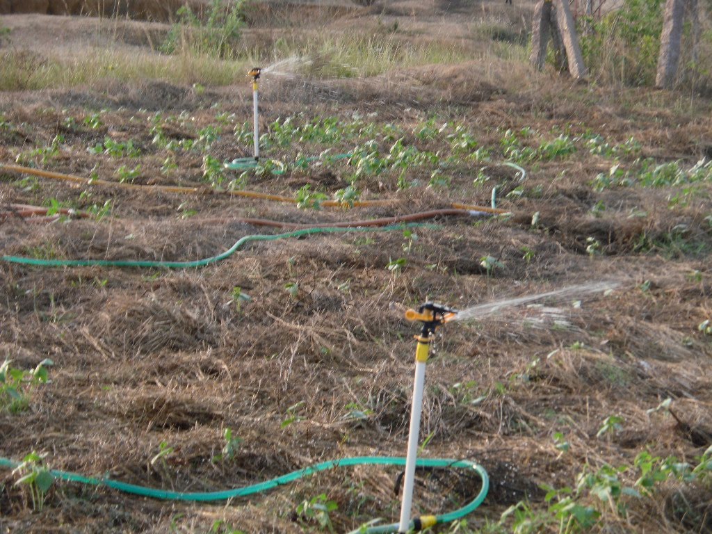 Farm, yeah: ragi crop - experiences