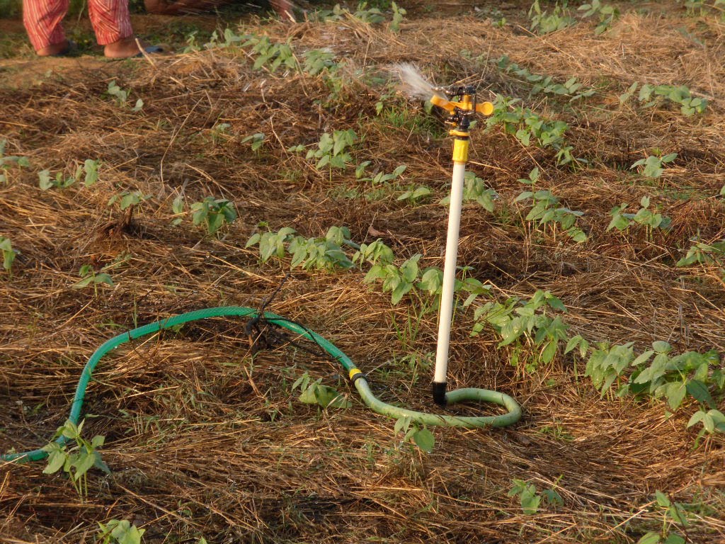 Farm, yeah: ragi crop - experiences