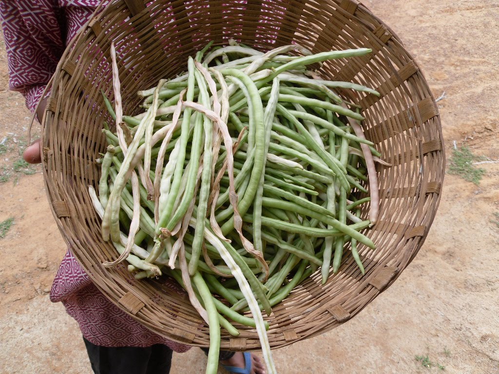 Farm, yeah: back into production