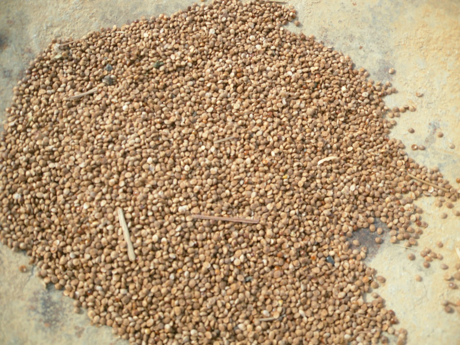 Farm, yeah: varagu - planting