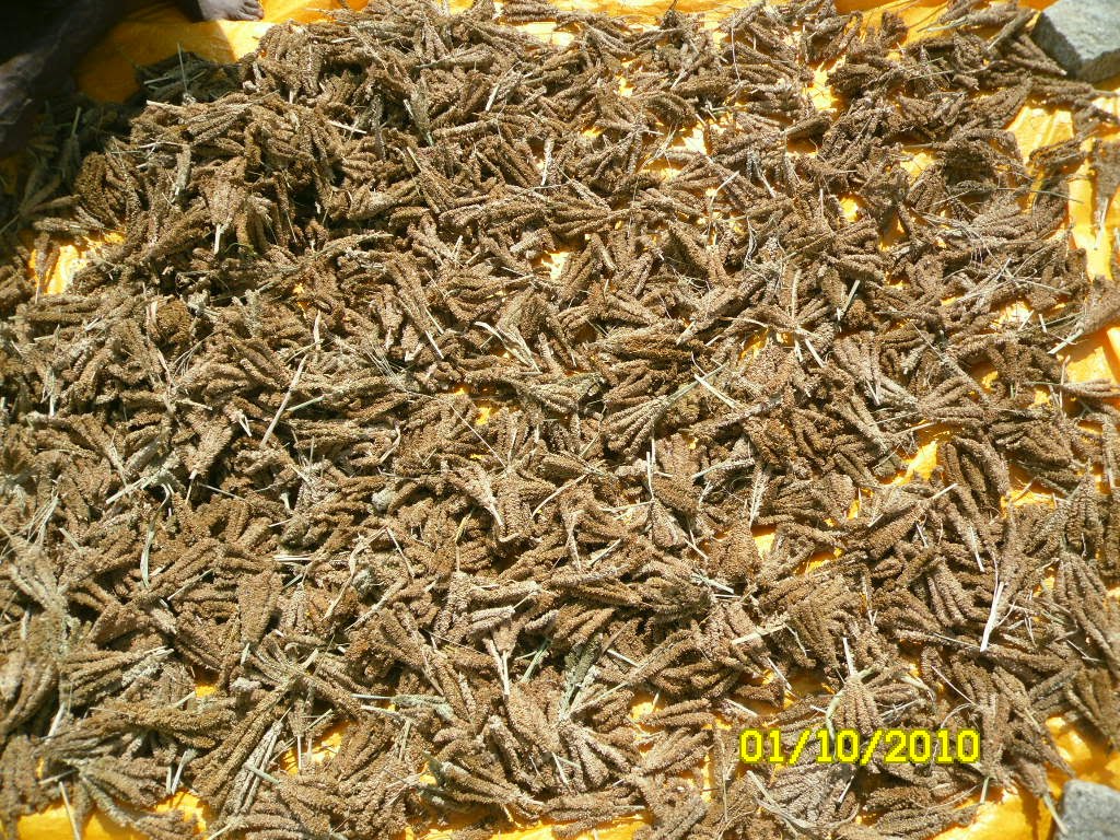 Farm, yeah: ragi - processing and onwards