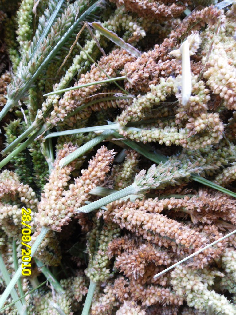 Farm, yeah: ragi - processing and onwards