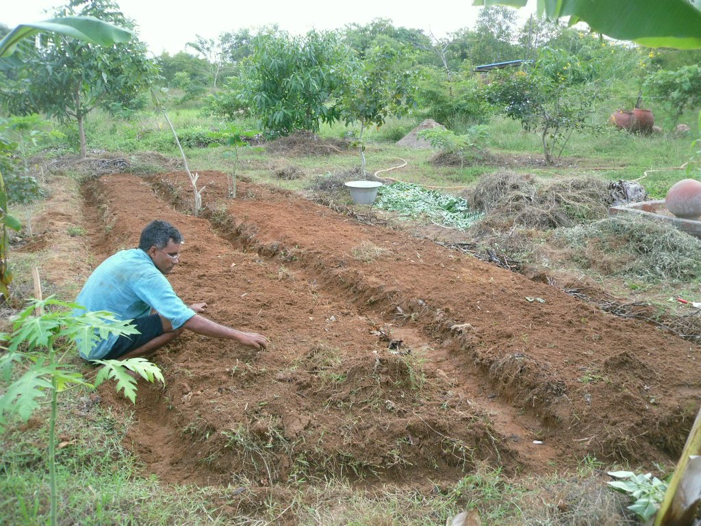 Farm, yeah: trench and mound for vegetables