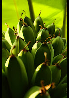 CHOCHECO TROPICAL: Primera entrada: referencia al nombre del blog