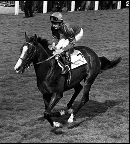 Shergar's Mysterious Disappearance