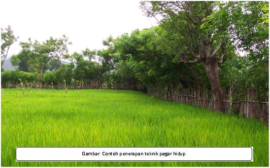 Sentuhan Naturalis: Pengenalan Wanatani (Agroforestry)
