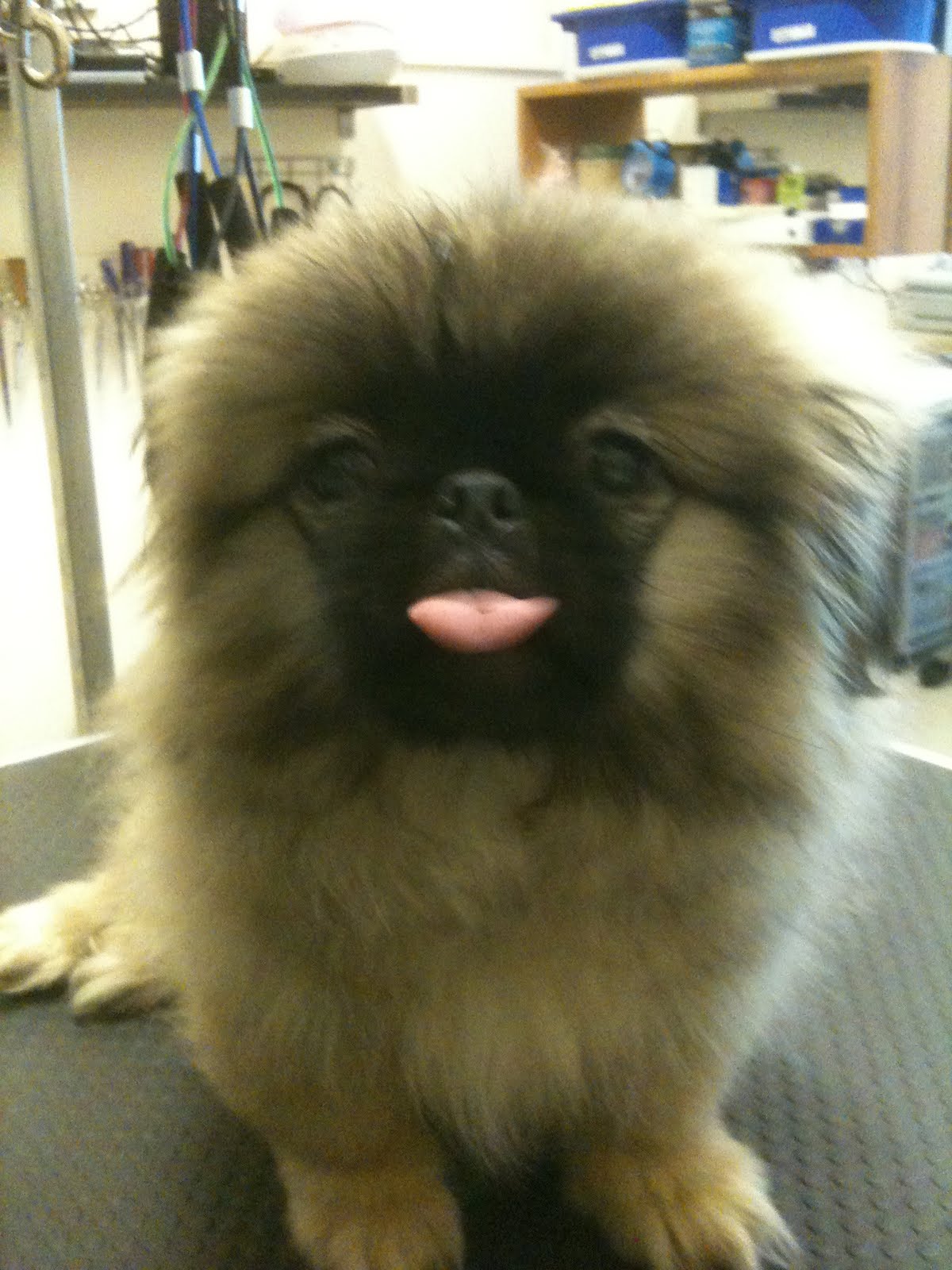 Puppies groomed today - Toy Poodle, 2 years old, Chow Chow- 5 Months ...