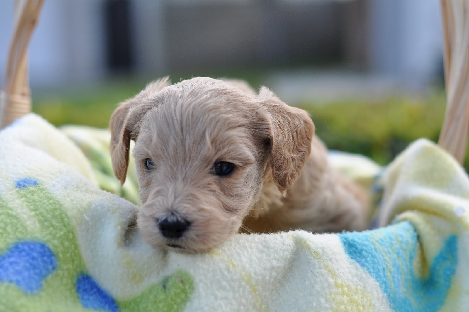 Faithful Doodles: 4 Week Old F1B English Goldendoodles! | Southern ...