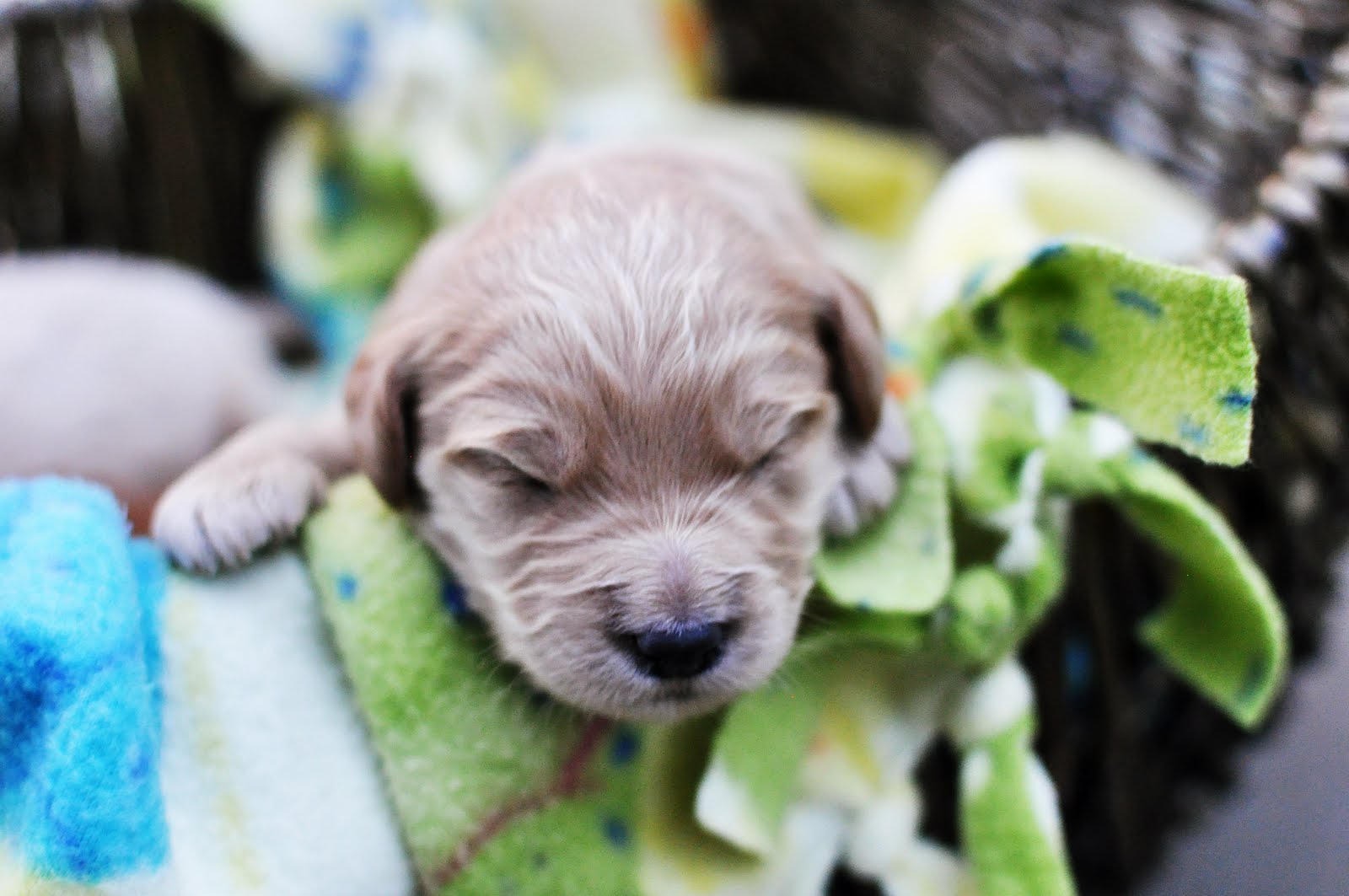 Faithful Doodles: 1 Week Old F1B Goldendoodle Puppies | Southern ...