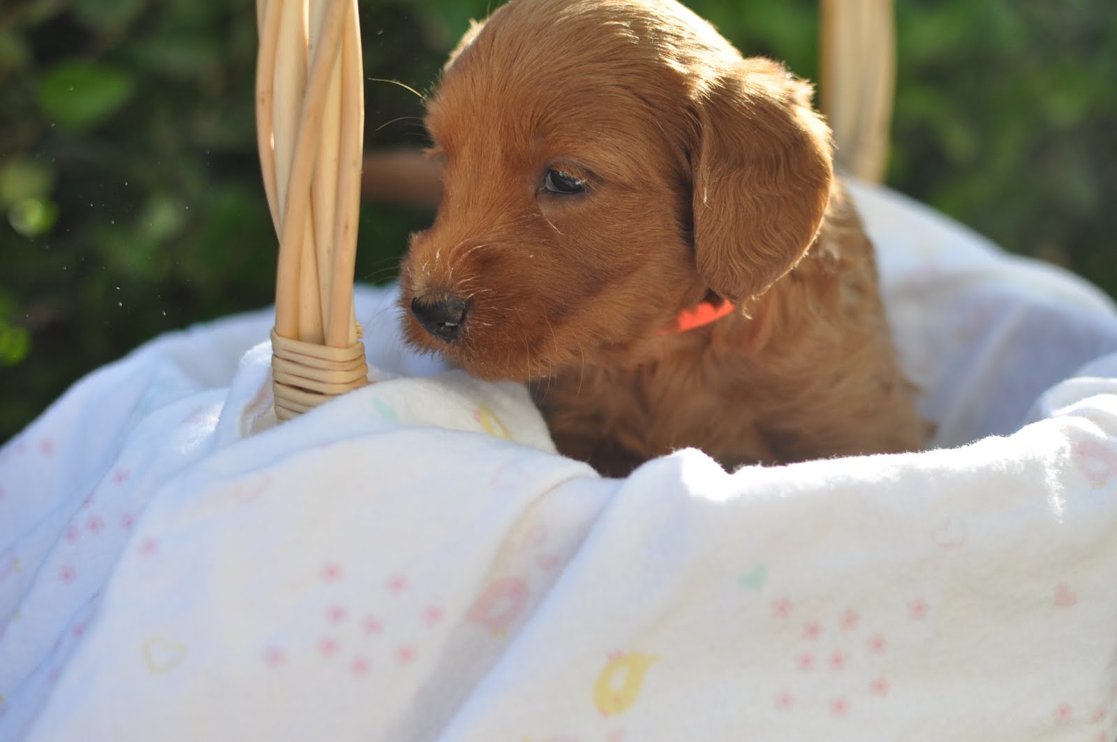 Faithful Doodles: 4 Week Old F1B Labradoodle Puppies | Southern ...