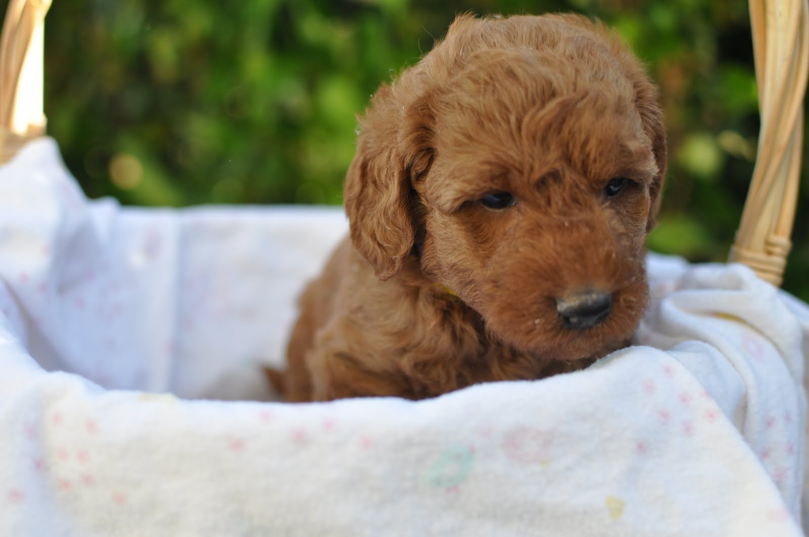 Faithful Doodles: 4 Week Old F1B Labradoodle Puppies | Southern ...