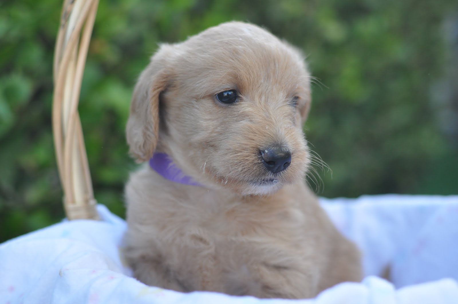 Faithful Doodles: 4 Week Old F1B Labradoodle Puppies | Southern ...