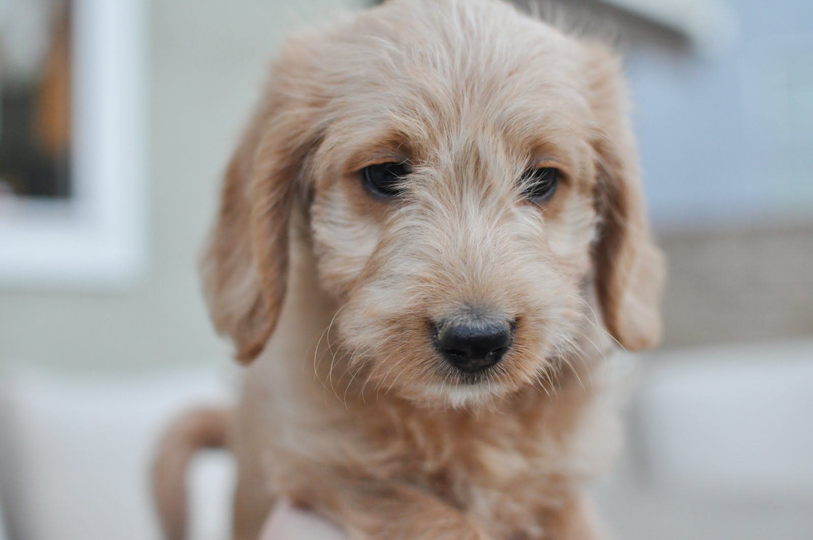Faithful Doodles: 6 Week Old F1B Labradoodles | Southern California ...