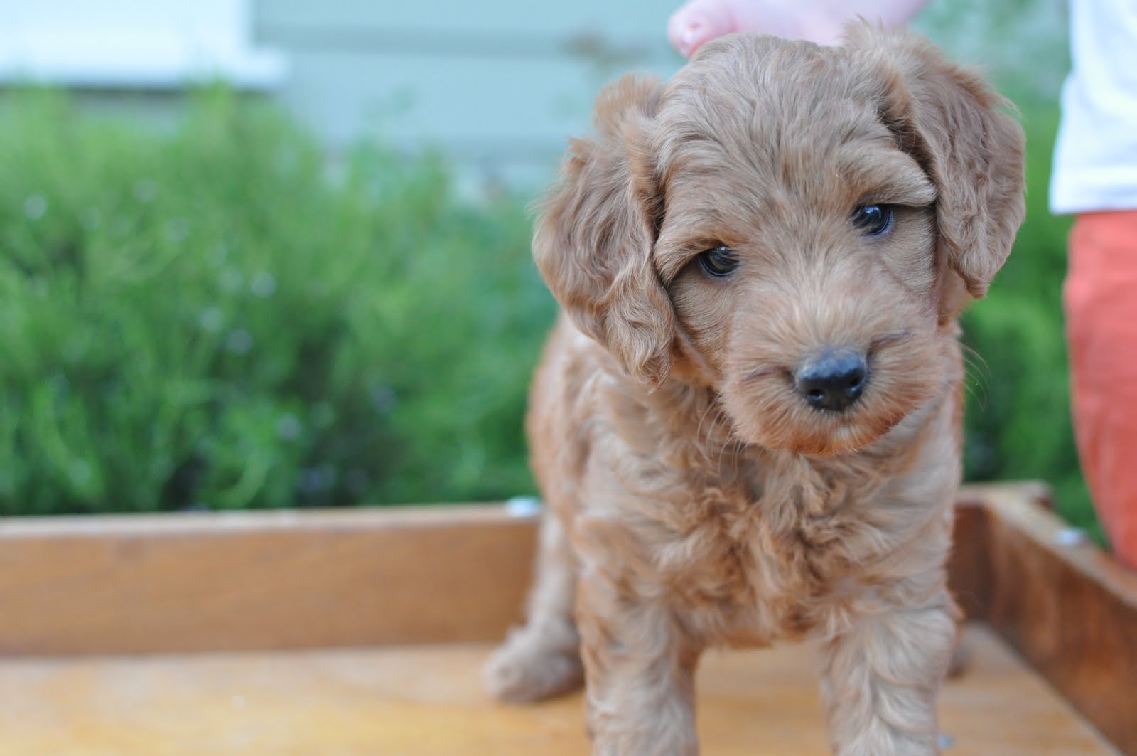 Faithful Doodles: 5 Week Old F1B Labradoodles! | Southern California ...