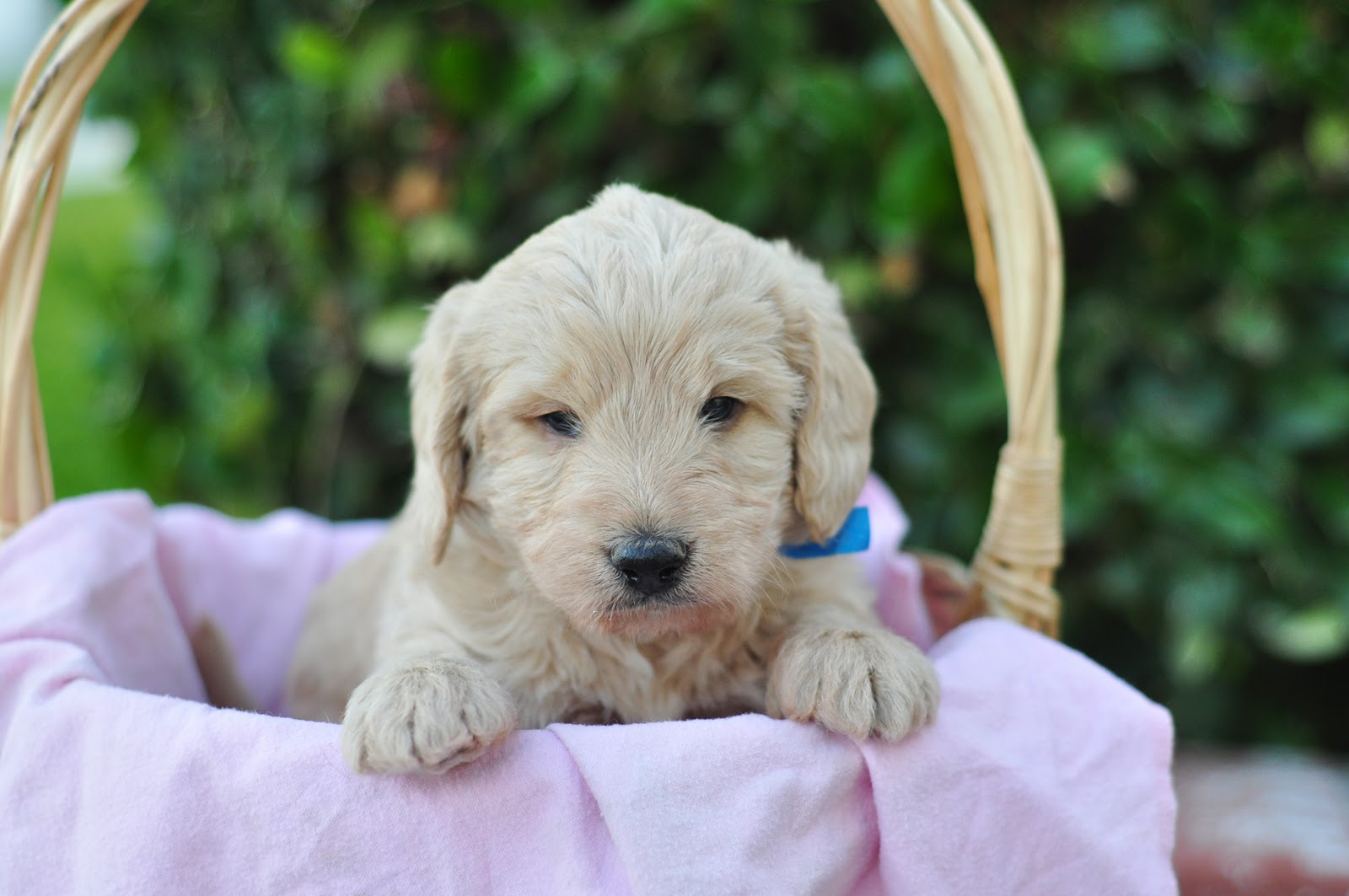 Faithful Doodles: F1B Labradoodles 4 1/2 Weeks Old | Southern ...