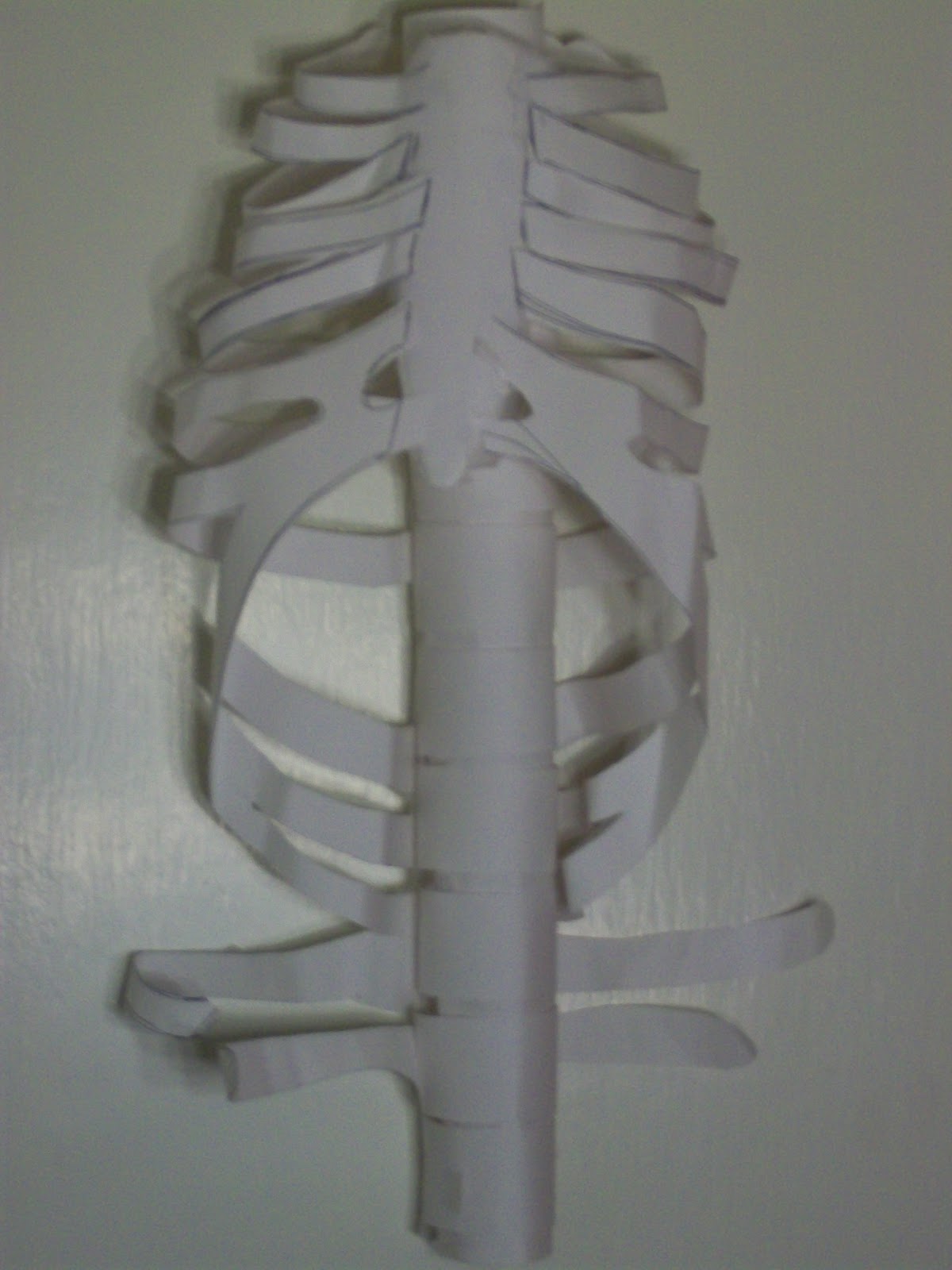 Art 100: Ribcage Beginnings