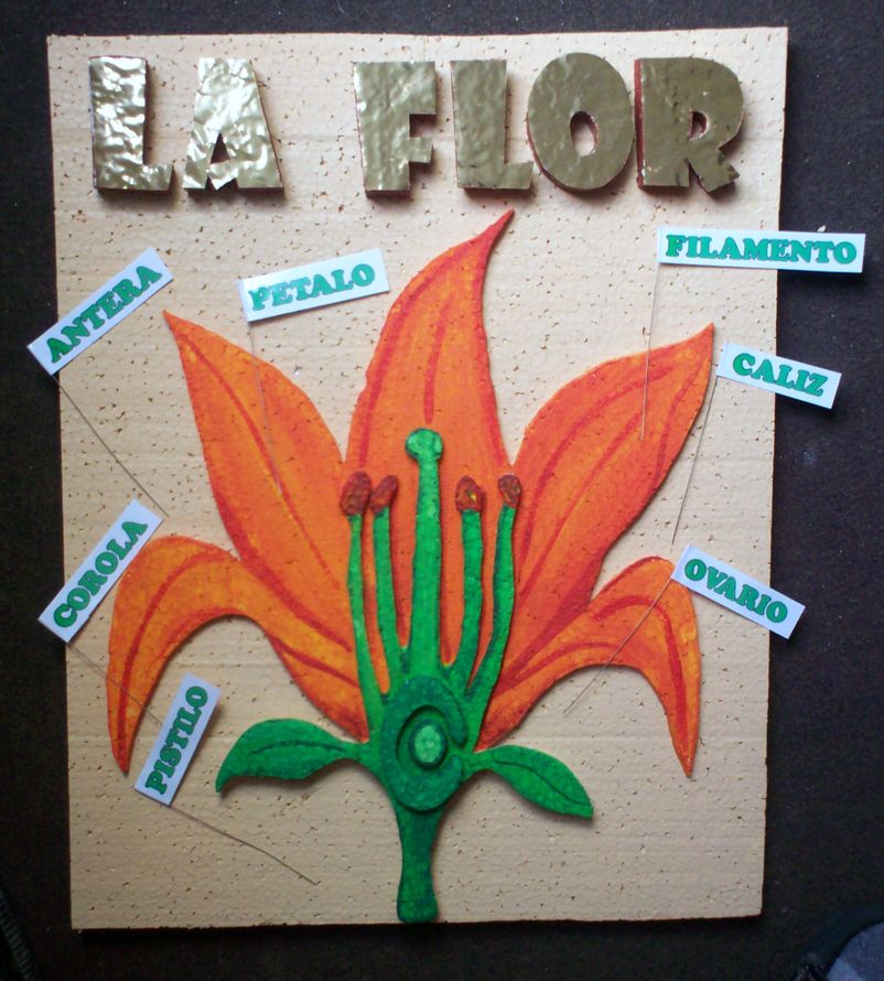 Únete y Aprende: 3º Naturales: Modelos para construir nuestra flor