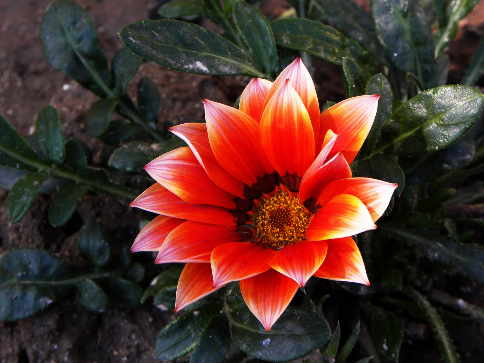 MISOJOS: color - alto contraste