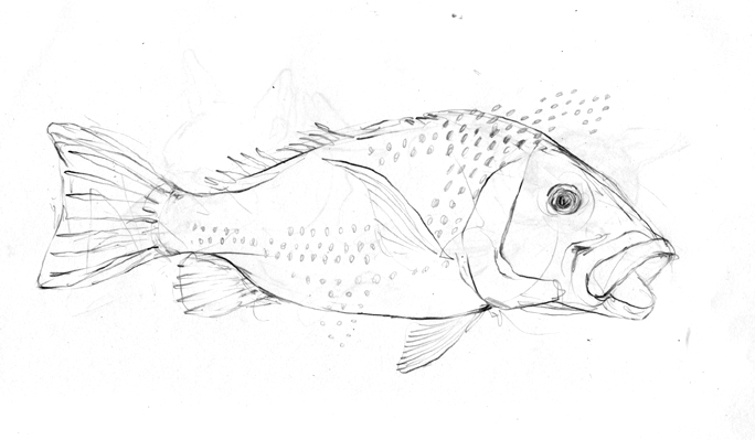 Red Snapper Fish Sketch Coloring Page