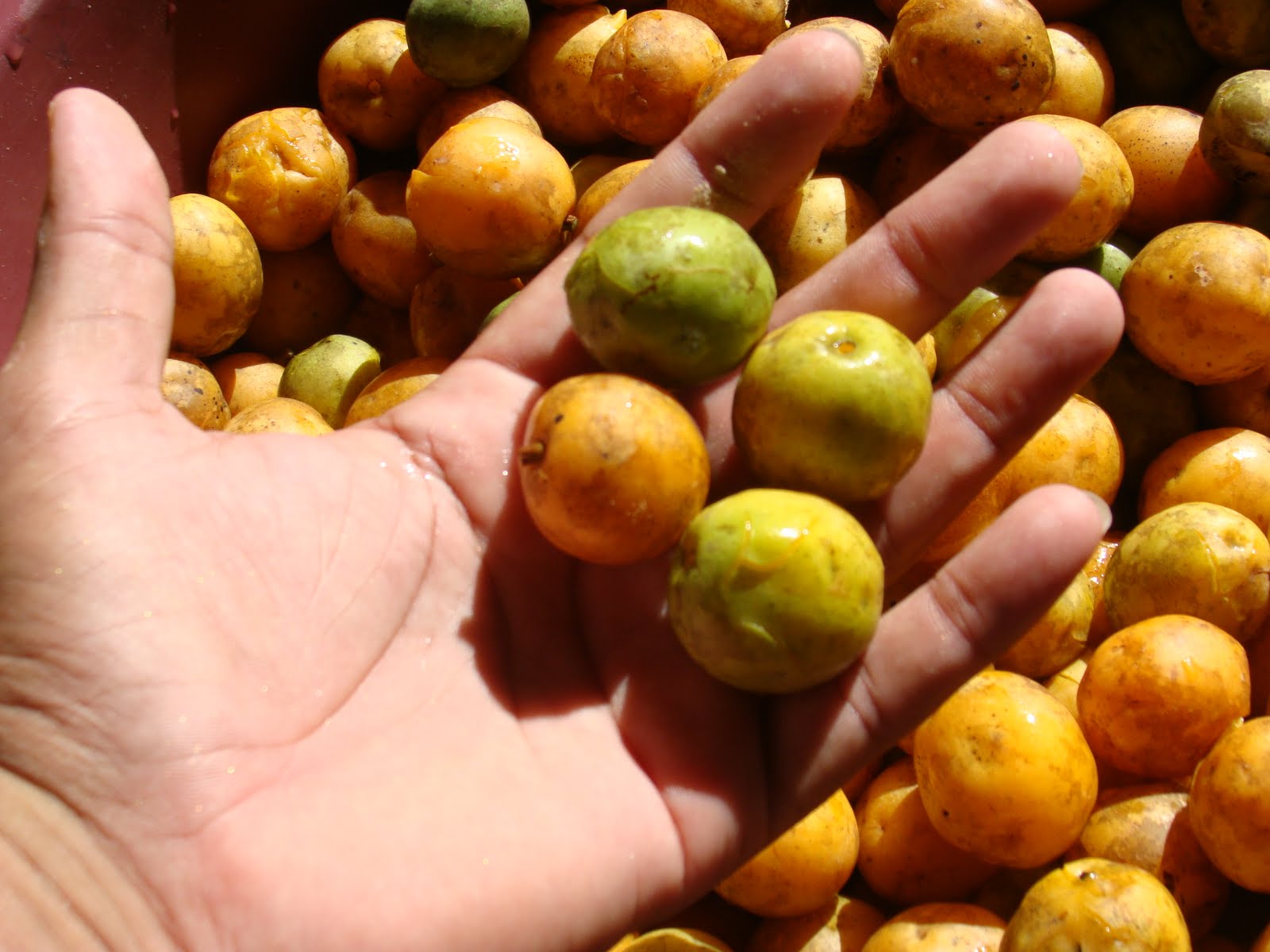 Palmeirais Viva: UMBU-CAJÁ você conhece?