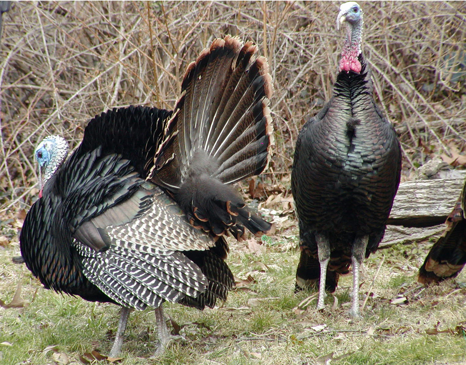 A Scratch Behind the Ears (and other nice things): Turkey Tales