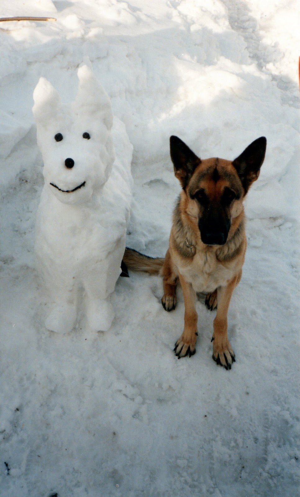 A Scratch Behind the Ears (and other nice things): Jessie, Wonder Dog ...