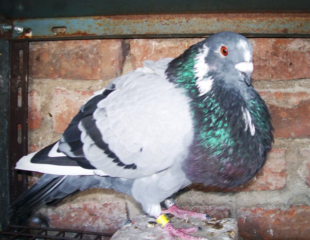 palomos de raza
