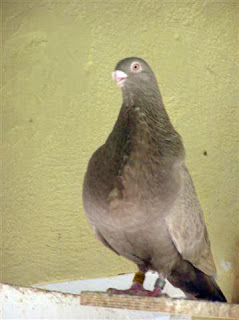 palomos de raza: buchon rafeño
