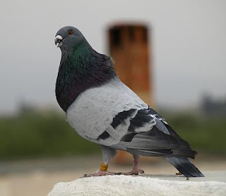 palomos de raza: buchon balear