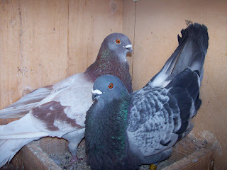 palomos de raza: buchon balear