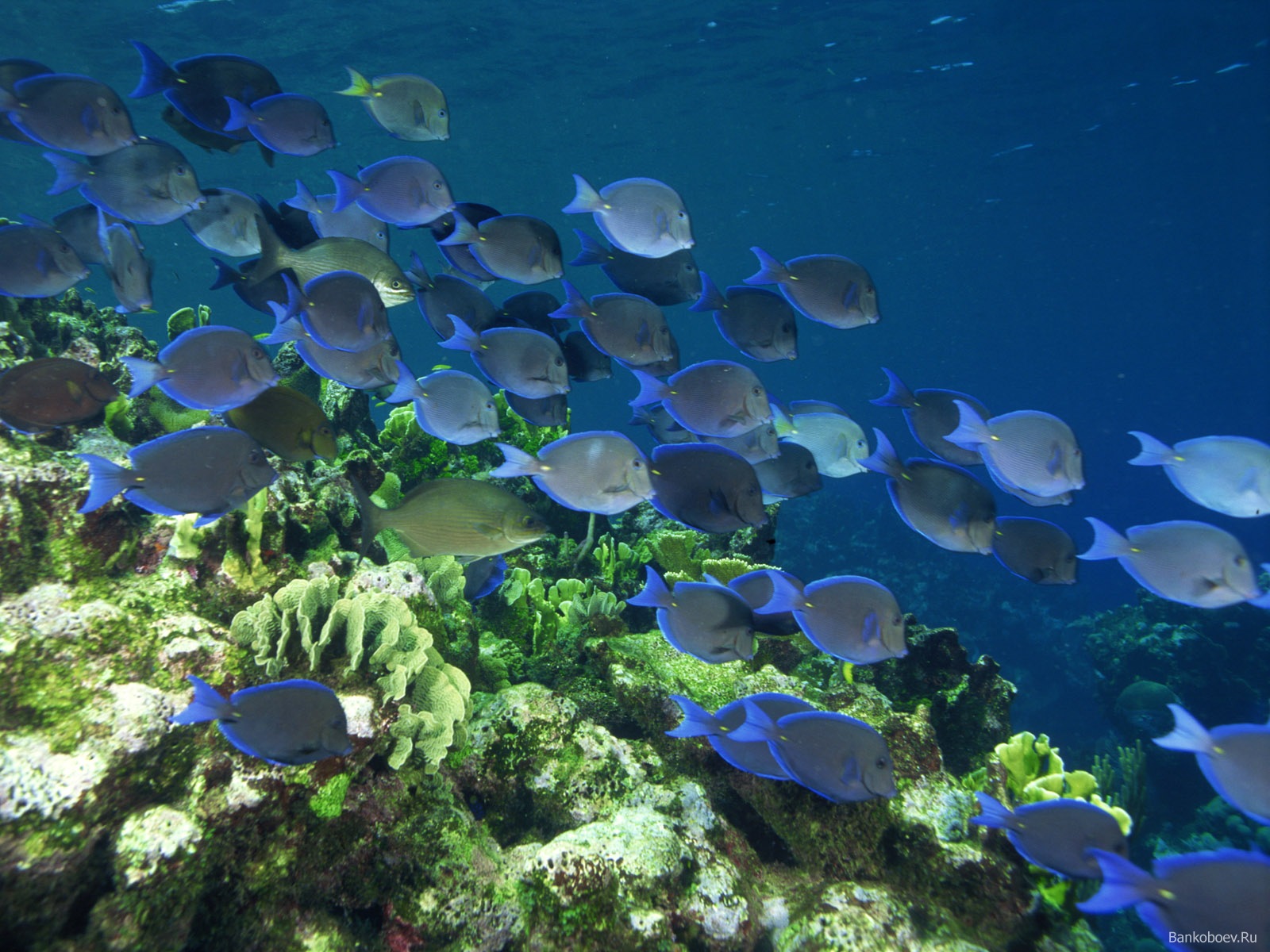 WALLPAPERS ANIMALES ACUATICOS