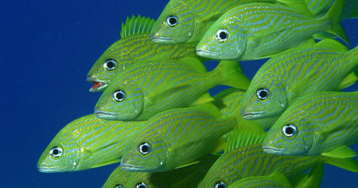 WALLPAPERS ANIMALES ACUATICOS