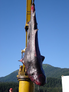 Little Andy's Adventures: Sleeper Shark Necropsy