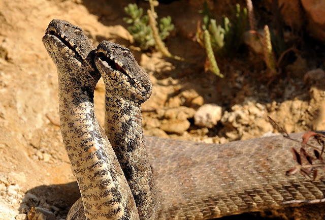 Steve Rogers birding: Toilet roll required on Cyprus