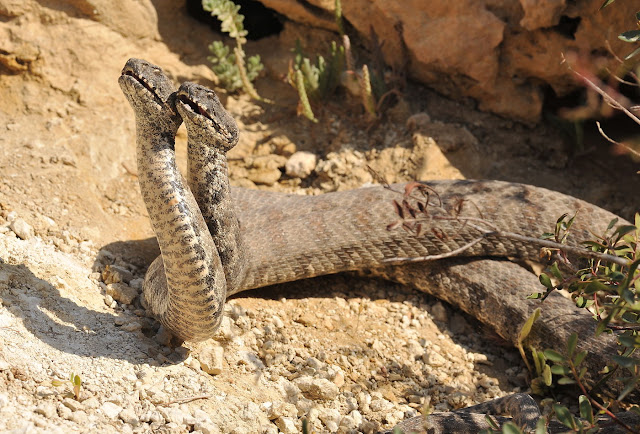 Steve Rogers birding: Toilet roll required on Cyprus
