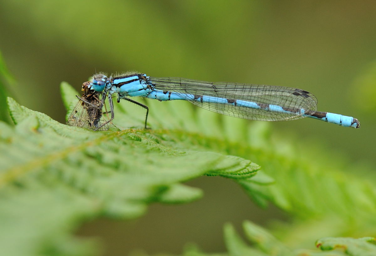 Steve Rogers birding: Common Blue Damselfly with prize