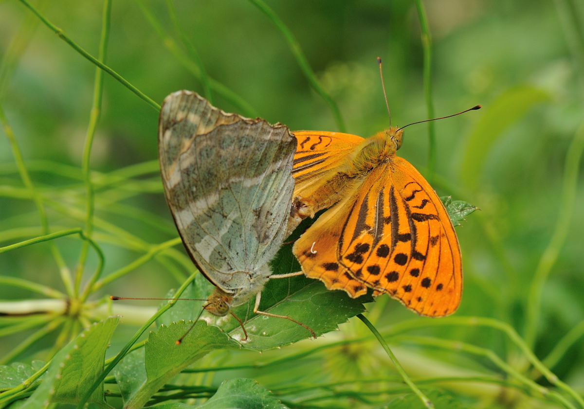 Steve Rogers birding: Silver-washed Fritillary's going about their chores